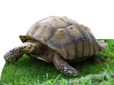 Animal List - Detroit Zoo