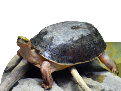 McCord’s Box Turtle - Detroit Zoo