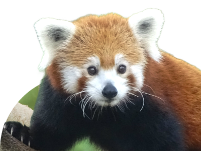 Red Panda - Detroit Zoo