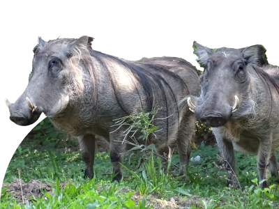 Warthog - Detroit Zoo