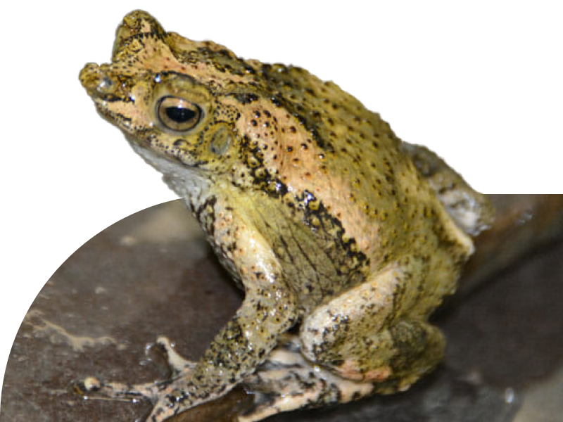 Puerto Rican Crested Toad - Detroit Zoo