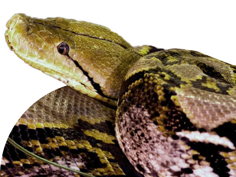 Reticulated Python - Detroit Zoo