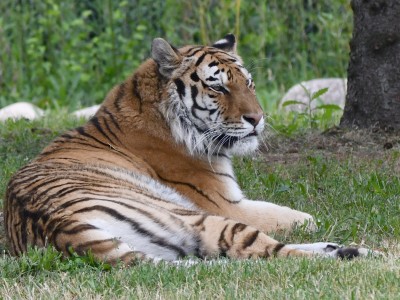 Habitat List - Detroit Zoo