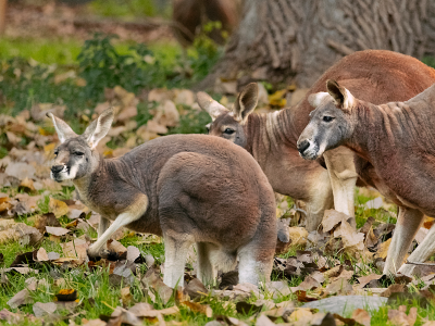 Habitat List - Detroit Zoo