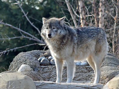 Habitat List - Detroit Zoo