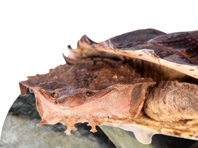 Matamata Turtle - Detroit Zoo