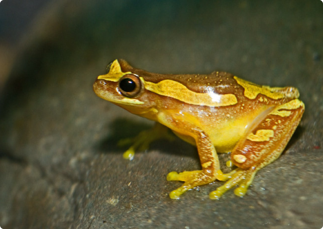 Field Trips and Learning Labs - Detroit Zoo