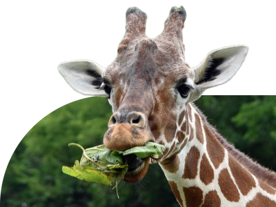 Animals - Detroit Zoo