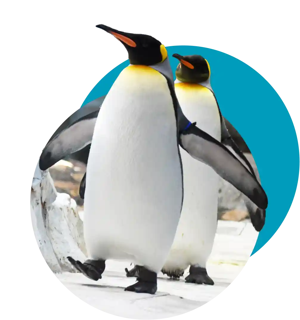 Adults - Guest Experience - Detroit Zoo