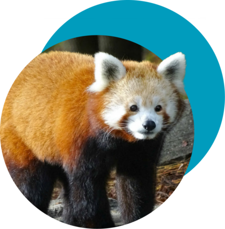 Private Zoo Evenings - Detroit Zoo