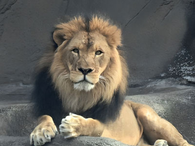 Events Listing - Detroit Zoo