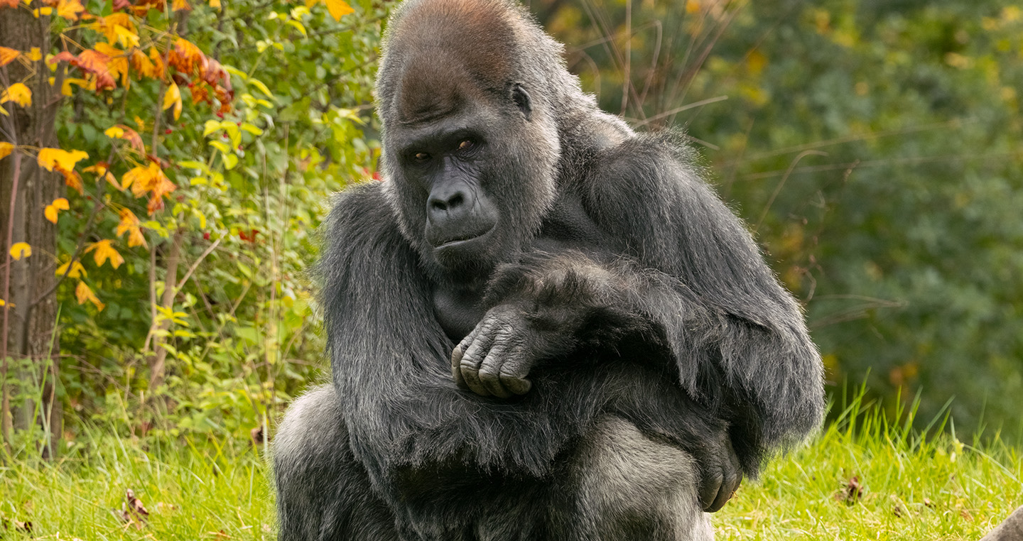Animals - Detroit Zoo