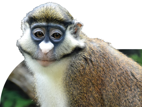 Animal List - Detroit Zoo