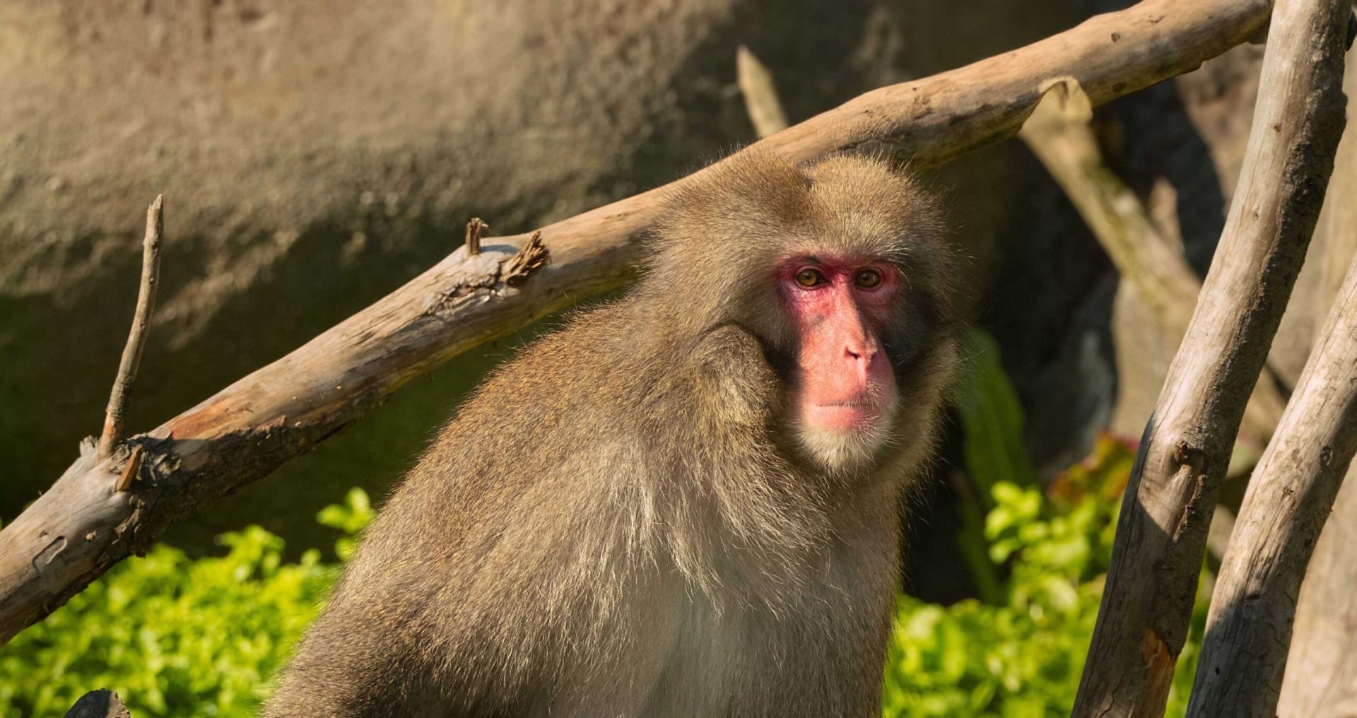 Macaques Enrichment - Detroit Zoo